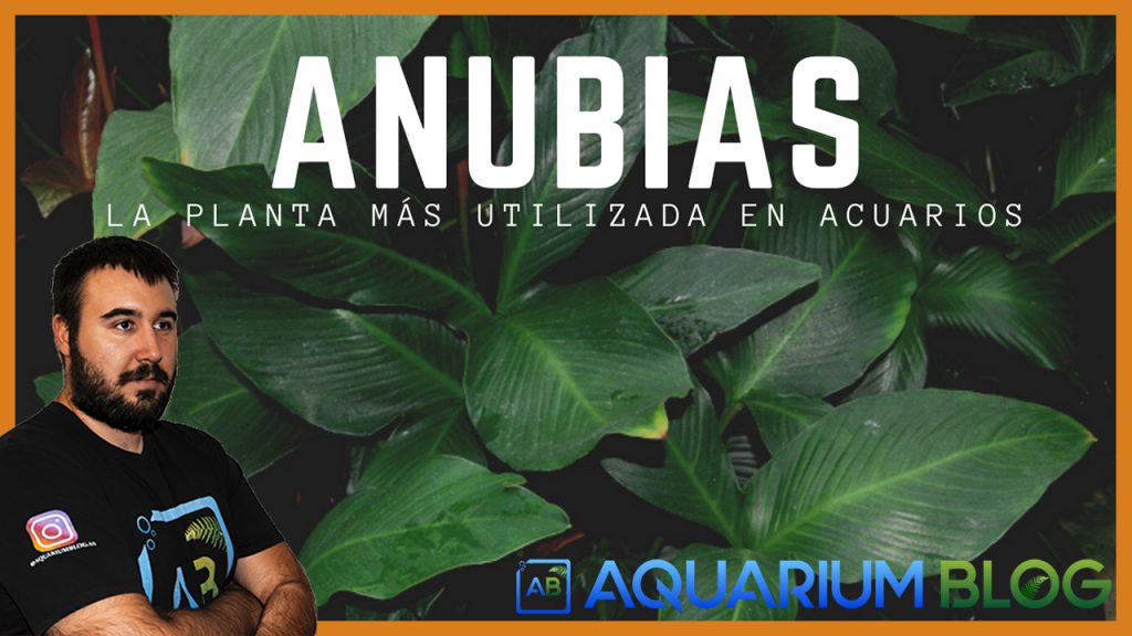 ANUBIAS LA PLANTA MÁS UTILIZADA EN ACUARIOS | Aquarium Blog