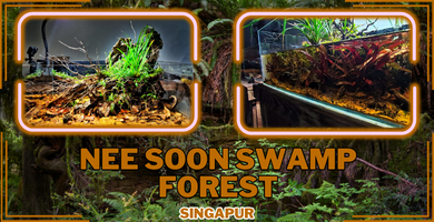 Acuario de Biotopo Nee Soon Swamp Forest. Singapur.