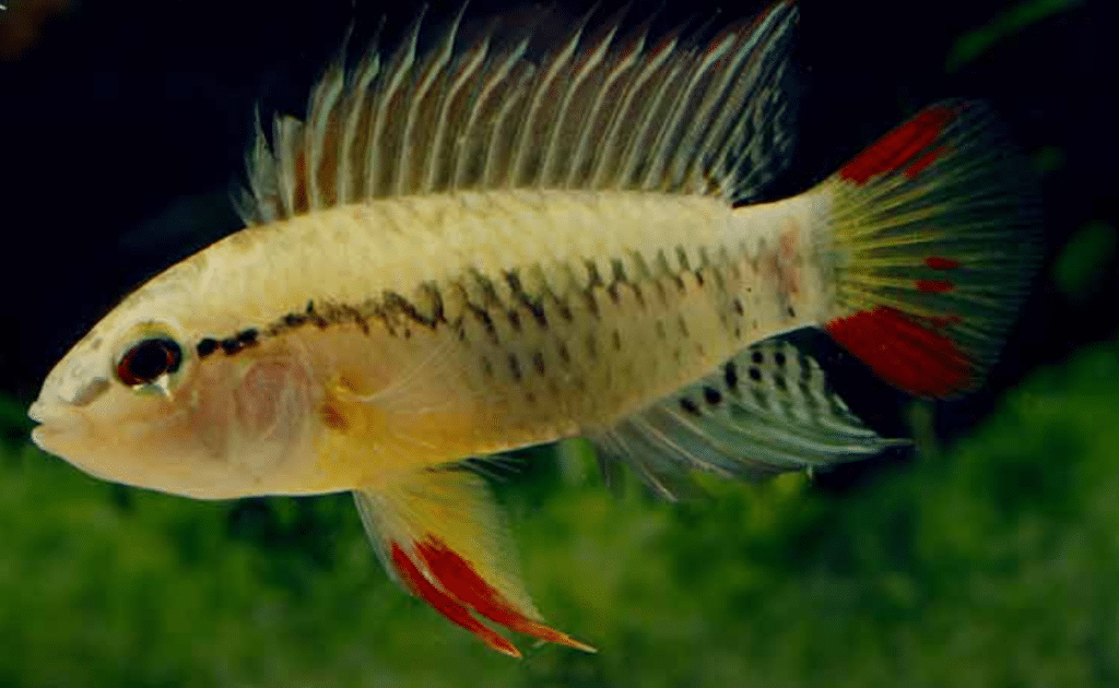 Apistogramma macmasteri tame | Aquarium Blog